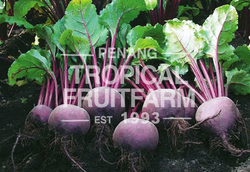 Beetroot - Penang Tropical Fruit Farm