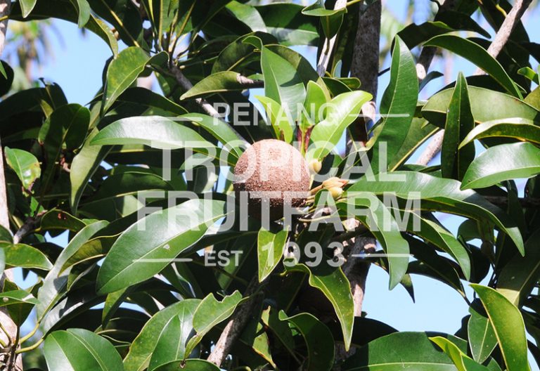 Ciku - Penang Tropical Fruit Farm