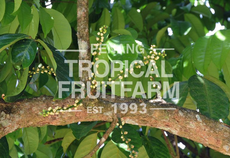 Duku Langsat - Penang Tropical Fruit Farm