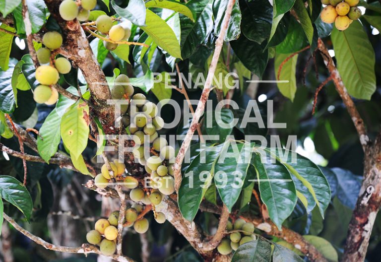 Duku Langsat - Penang Tropical Fruit Farm