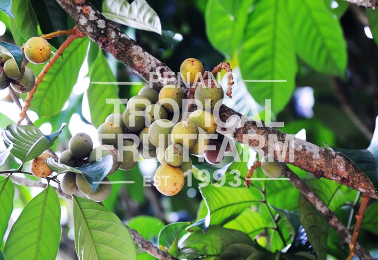 Duku Langsat - Penang Tropical Fruit Farm