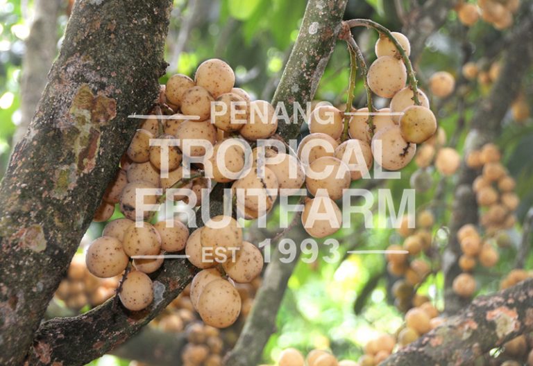 Duku Langsat - Penang Tropical Fruit Farm