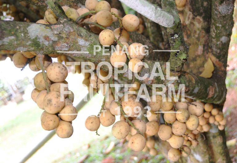 Duku Langsat - Penang Tropical Fruit Farm