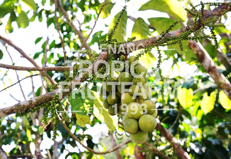 Duku Langsat - Penang Tropical Fruit Farm