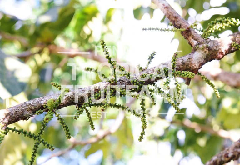 Duku Langsat - Penang Tropical Fruit Farm