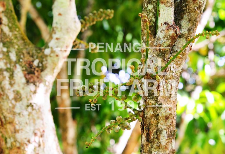 Duku Langsat - Penang Tropical Fruit Farm