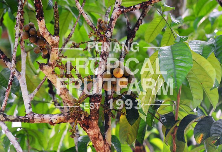 Duku Langsat - Penang Tropical Fruit Farm