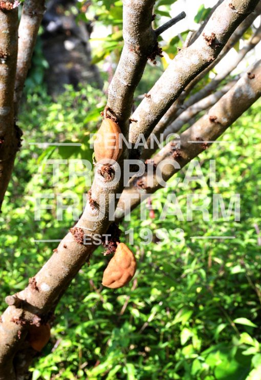 Nam-Nam - Penang Tropical Fruit Farm