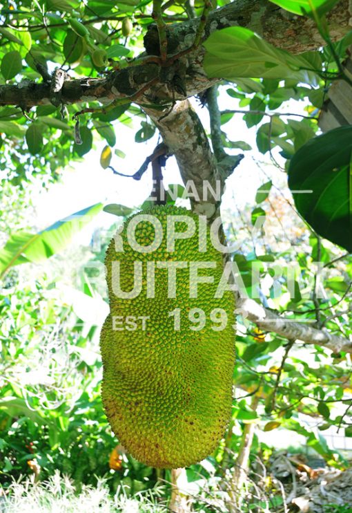 Nangka - Penang Tropical Fruit Farm