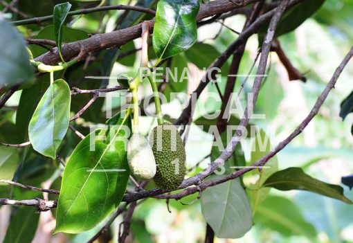 Nangka - Penang Tropical Fruit Farm
