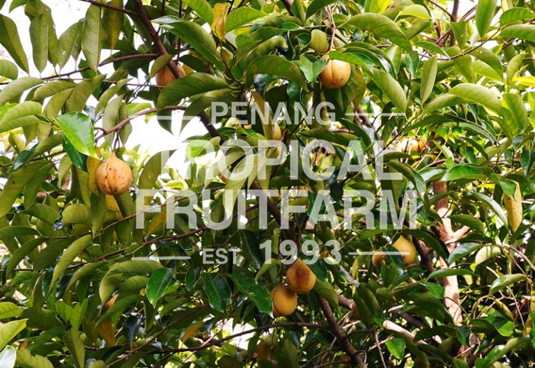 Nutmeg - Penang Tropical Fruit Farm