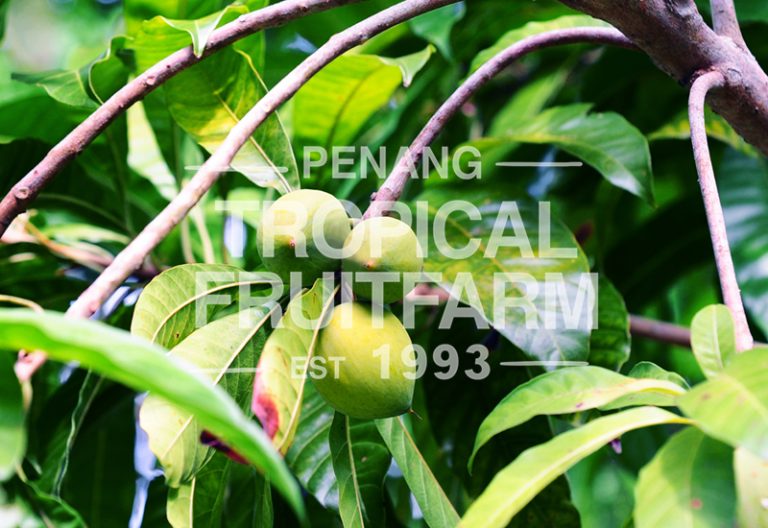 Yellow Sapote - Penang Tropical Fruit Farm